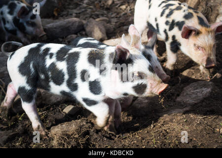 Playful piglets of Swedish pig breed Linerödssvin playing outside in ...