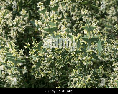 Colletia paradoxa, anchor plant, in flower Stock Photo - Alamy
