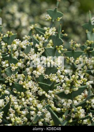 Flowers of Anchor plant (Colletia paradoxa), also known as Crucifixion ...