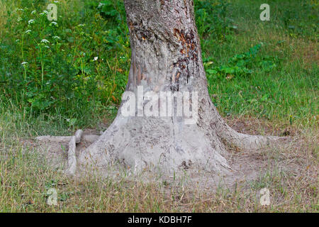 Tree bark, partly scraped off and coated with dried mud after wallowing ...