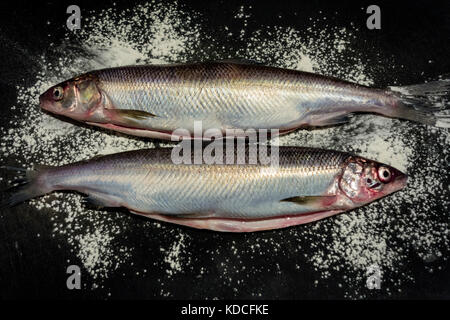 Renken Fish (Coregonus) from Ammersee - Bavarian Speciality Stock Photo ...