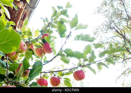 apple tree (Malus domestica 'Topaz', Malus domestica Topaz), cultivar ...