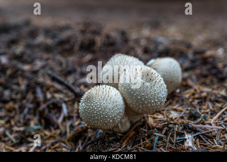 small puffball fungi Stock Photo - Alamy