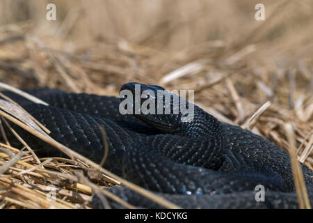 Adders (Vipera berus). 'Black' or melanistic snake basking along with a ...