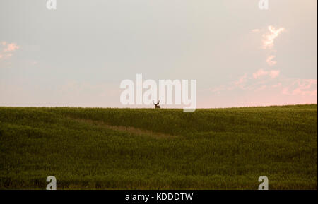 Prairie Scene Saskatchewan summer crop harvest Canada Stock Photo - Alamy