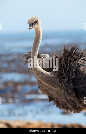 Ostrich on beach Stock Photo - Alamy