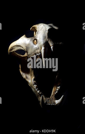 Bengal tiger skull Stock Photo - Alamy