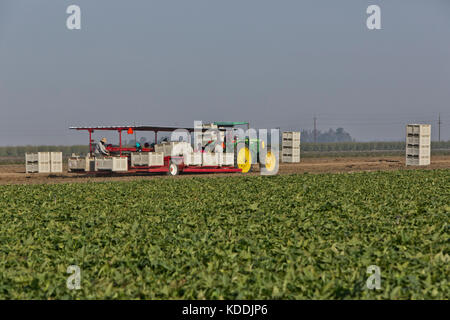 Harvester carrying workers lifting 'Kamote' cultivar of Sweet Potatoes ...