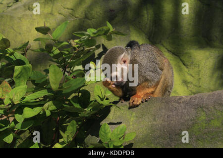 Common Squirrel monkey sat on rock, Blackpool Zoo, Blackpool ...