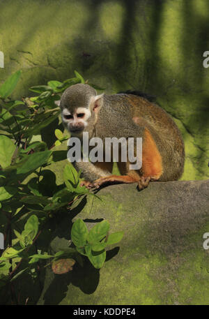 Common Squirrel monkey sat on rock, Blackpool Zoo, Blackpool ...