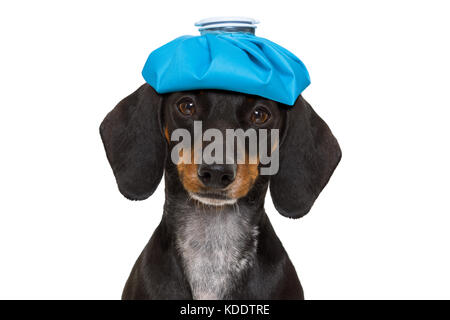 sick and ill dachshund sausage dog isolated on white background with ...