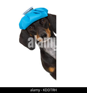 sick and ill dachshund sausage dog isolated on white background with ...