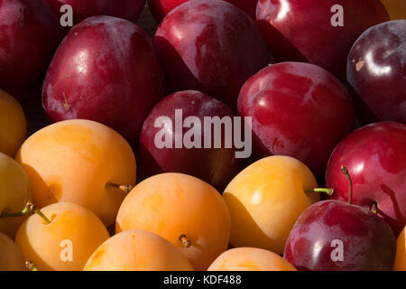 Hollywood plums, Marion County, Oregon Stock Photo - Alamy