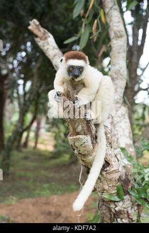 Decken's Sifaka Lemur resting in a tree branch eating leaves, Tsingy ...