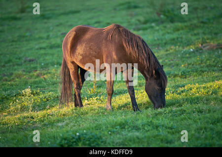 Asturian asturcón or pony is a race of rustic horse and of small size ...