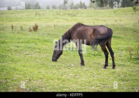 Asturian asturcón or pony is a race of rustic horse and of small size ...