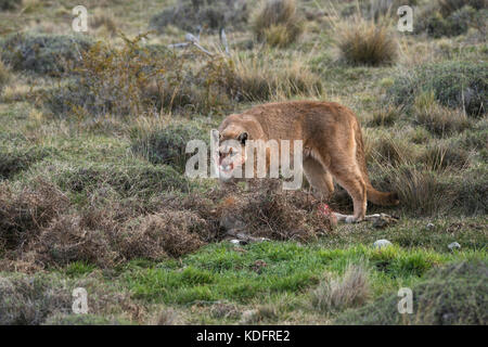 A Puma eating a Guanaco at Torres del Paine, Chile Stock Photo - Alamy