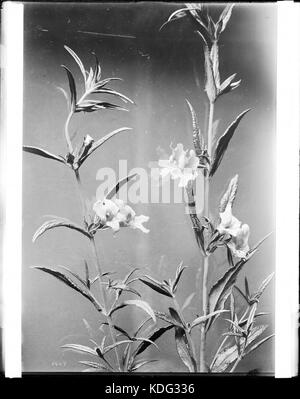A photograph of a specimen of Mimulus glutiniosus, a wild flower ...