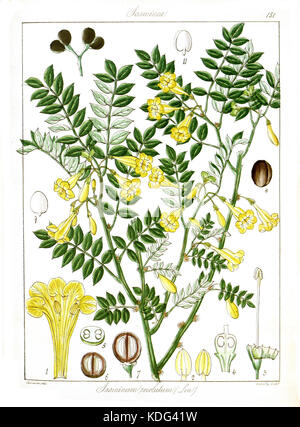 Jasminum humile yellow jasmine Stock Photo - Alamy
