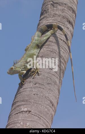 A Green Iguana (Iguana iguana), an invasive species, climbing a cement ...