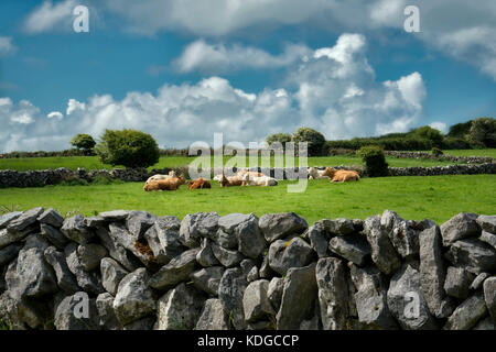 Cows in pasture with stone fence. Ireland Stock Photo - Alamy