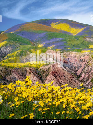 Field of Hillside Daisies (Monolopia lanceolata) and blue Native ...