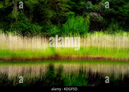 Still waters of Ballynahinch River with edge reeds and rhododendron ...