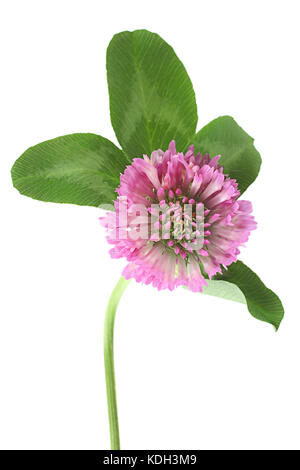 Alfaalfa herb with flower isolated on white background Stock Photo - Alamy