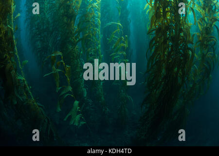 Giant kelp (Macrocystis pyrifera) supports a diverse ecosystem in a ...