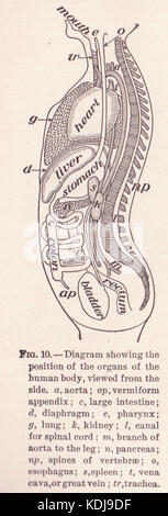 Internal human anatomy and organ systems Stock Photo - Alamy