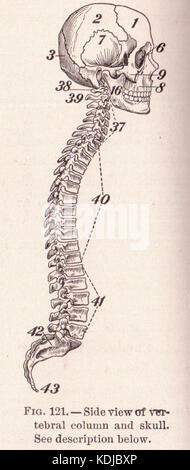 Human skull bones anatomy diagram illustration Stock Photo - Alamy