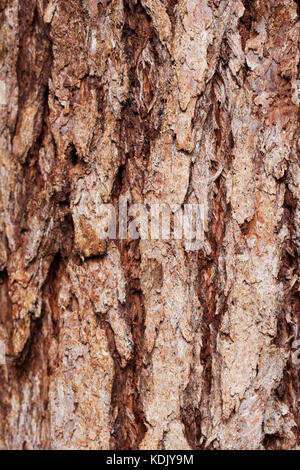 Australian Turpentine Tree Syncarpia glomulifera (L) , and Cabbage Palm ...