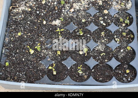 Murraya Koenigii curry seeds germinating in a seed tray Stock Photo - Alamy