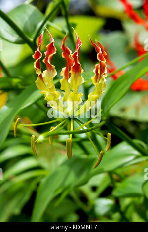 Venus flytrap, petals, tropical flower, exotic, natural environment ...