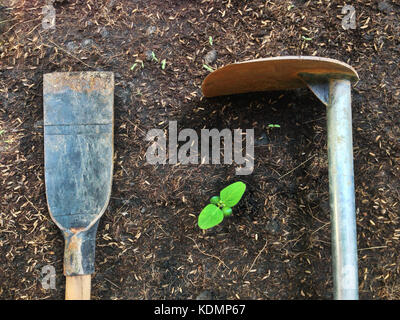 Hoe and Spade with sprout Stock Photo - Alamy