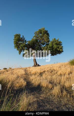 A lone tree in the path on a foggy day Stock Photo - Alamy
