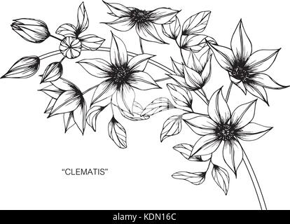 Clematis flower drawing illustration. Black and white with line art ...