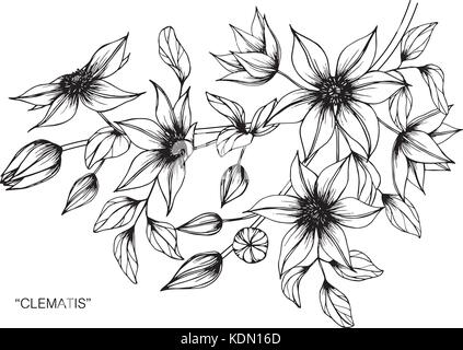 Clematis flower drawing illustration. Black and white with line art ...