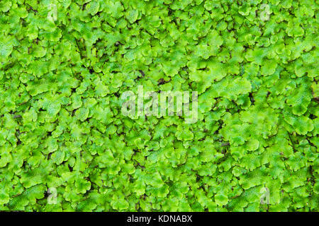 Green ground cover of small leaves Stock Photo - Alamy