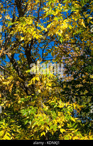 Fallen yellow leaves of ash . Autumn Stock Photo - Alamy
