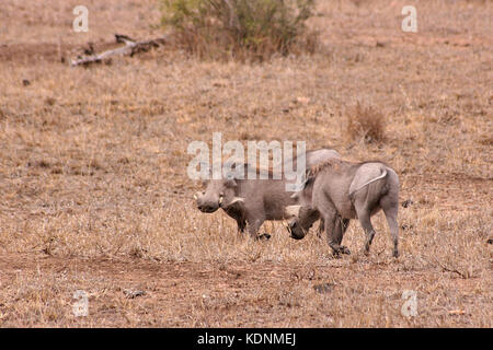 A pair of Warthogs kneeling near Maroela Camp in the Kruger National ...