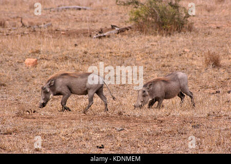 A pair of Warthogs near Maroela Camp in the Kruger National Park, South ...