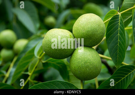 Green walnuts hanging on a green tree branch in orchard on natural ...