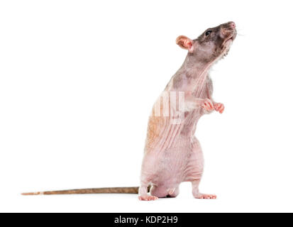 Pet RAT - standing on hind legs Stock Photo - Alamy