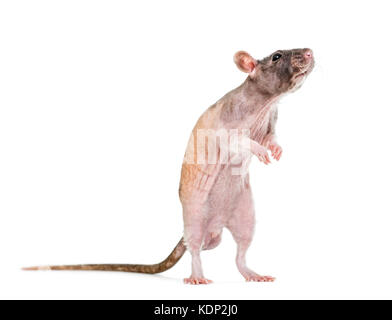 Pet RAT - standing on hind legs Stock Photo - Alamy