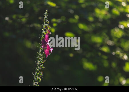 Wildflowers growing in the Scottish Highlands Stock Photo - Alamy