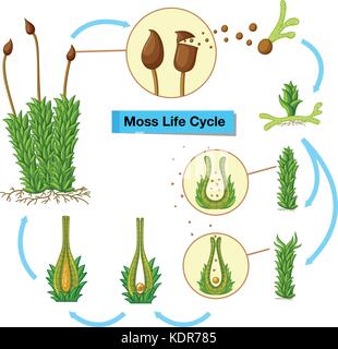 Moss Life Cycle Diagram for Science Education illustration Stock Vector ...