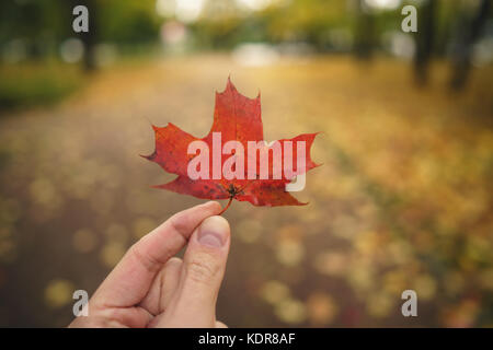 POV man hand hold red maple leaf while walking in alley Stock Photo - Alamy
