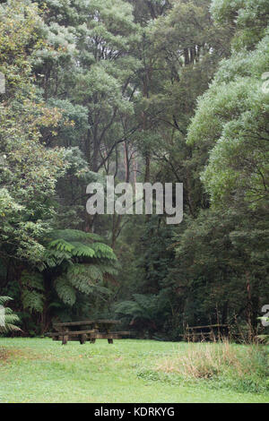 mystical picnic spot within forest clearing surrounded by lush ...
