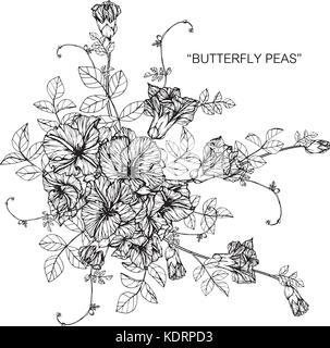 Bouquet of butterfly pea flowers drawing illustration. Black and white ...
